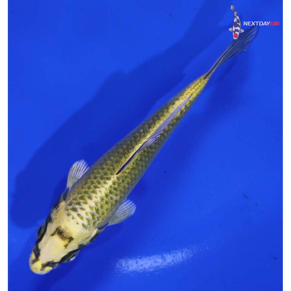 4” Imported Kujaku | Next Day Koi | Koi Fish For Sale