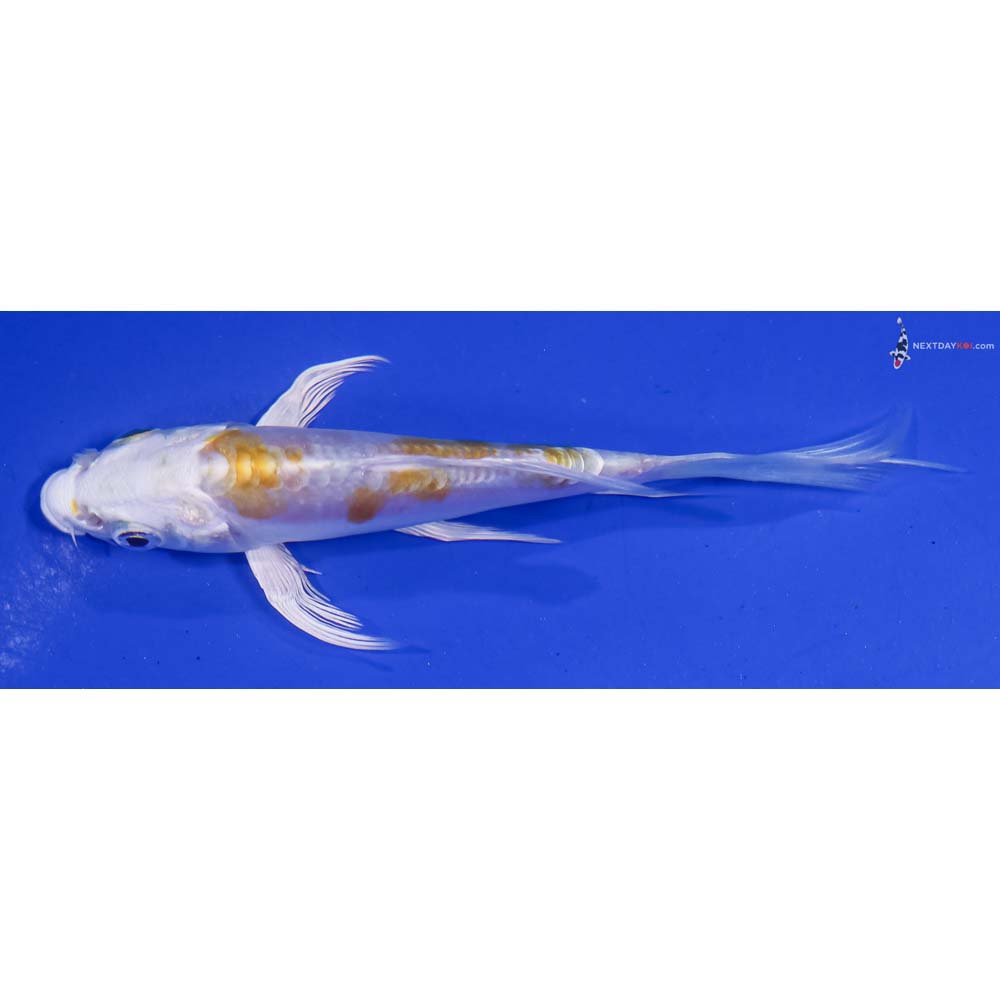 4” Imported Doitsu Lemon Hariwake Butterfly Koi | Next Day Koi | Koi ...