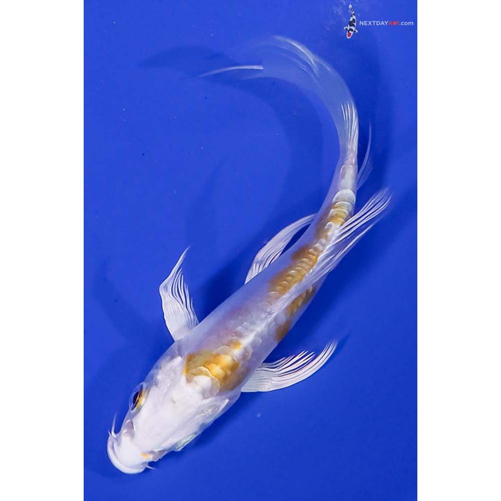 4” Imported Doitsu Lemon Hariwake Butterfly Koi | Next Day Koi | Koi ...