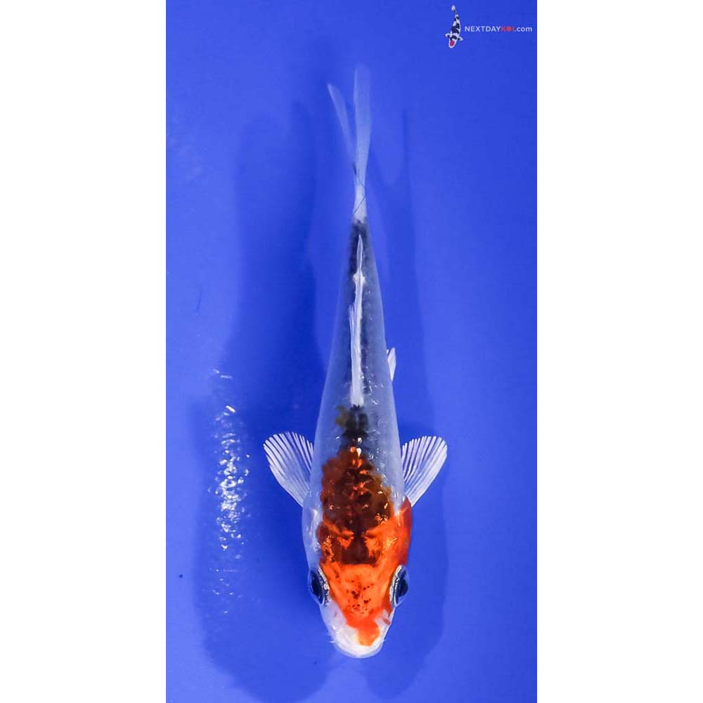 3.5” Imported Kujaku | Next Day Koi | Koi Fish For Sale