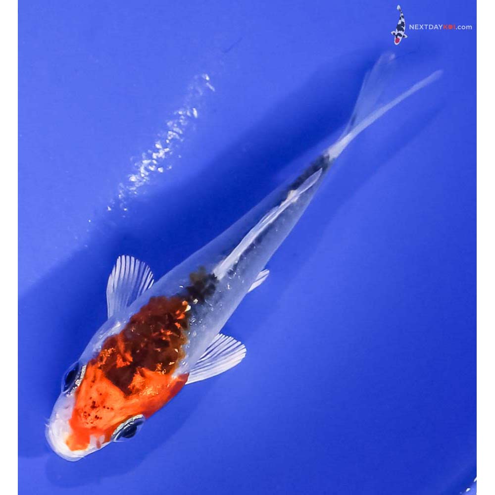 3.5” Imported Kujaku | Next Day Koi | Koi Fish For Sale