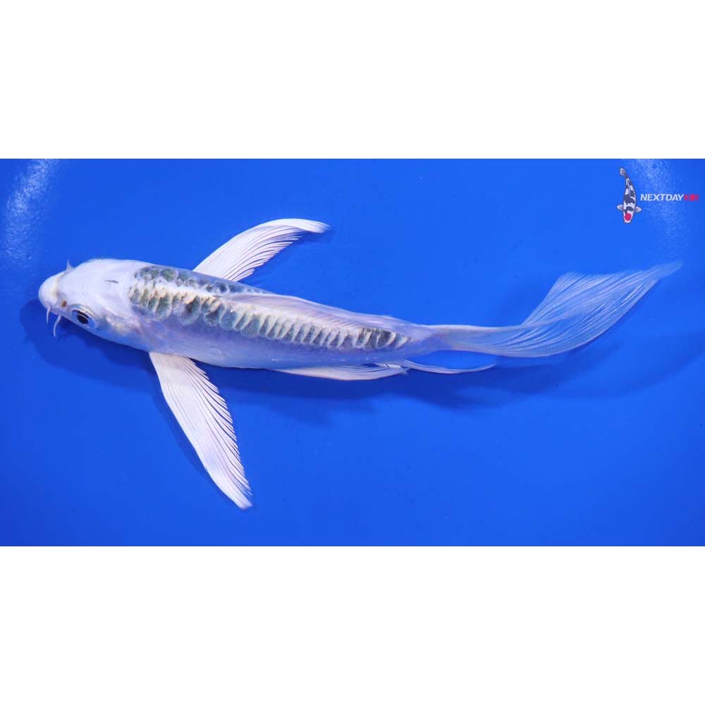 6” Imported Doitsu Blue Kujaku Butterfly Koi | Next Day Koi