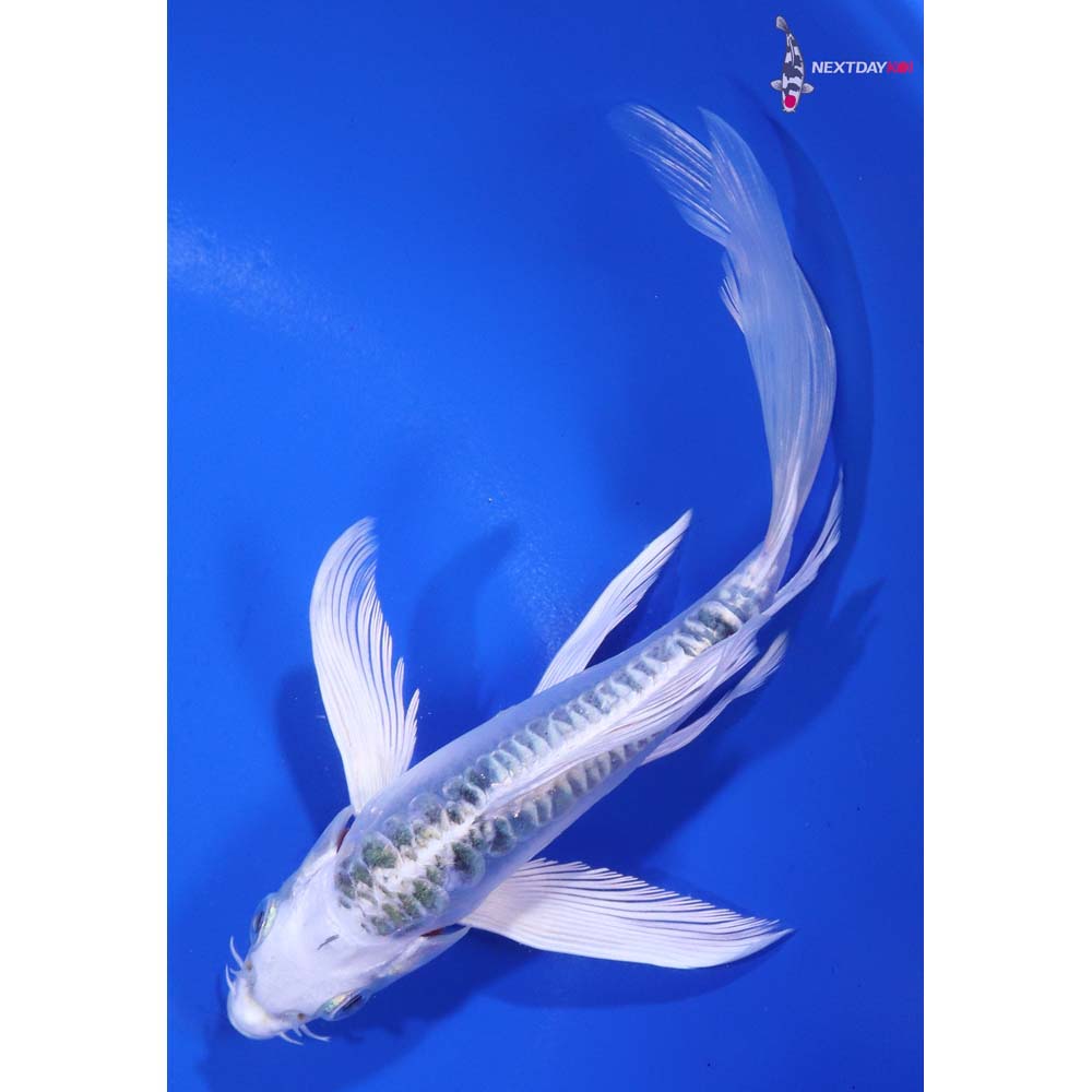 6” Imported Doitsu Blue Kujaku Butterfly Koi | Next Day Koi