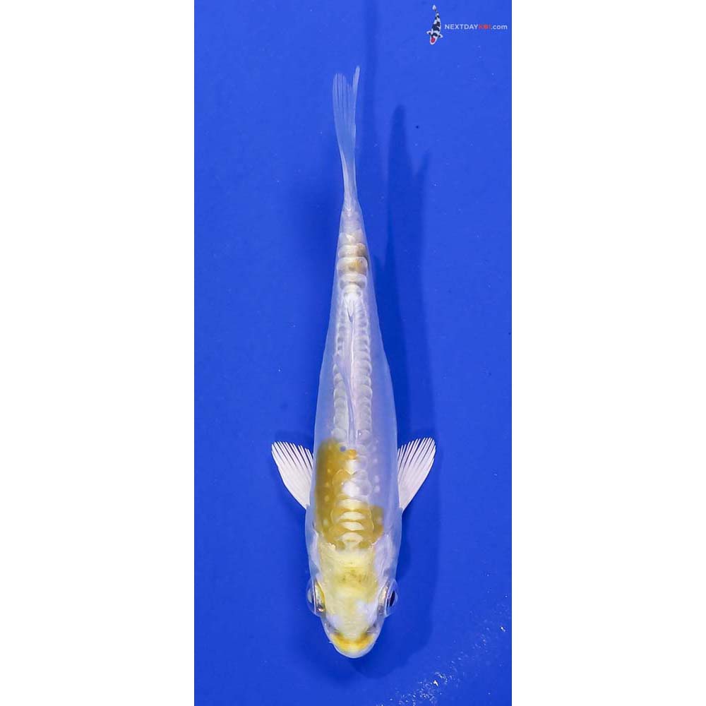 4” Imported Doitsu Lemon Hariwake | Next Day Koi | Koi Fish For Sale