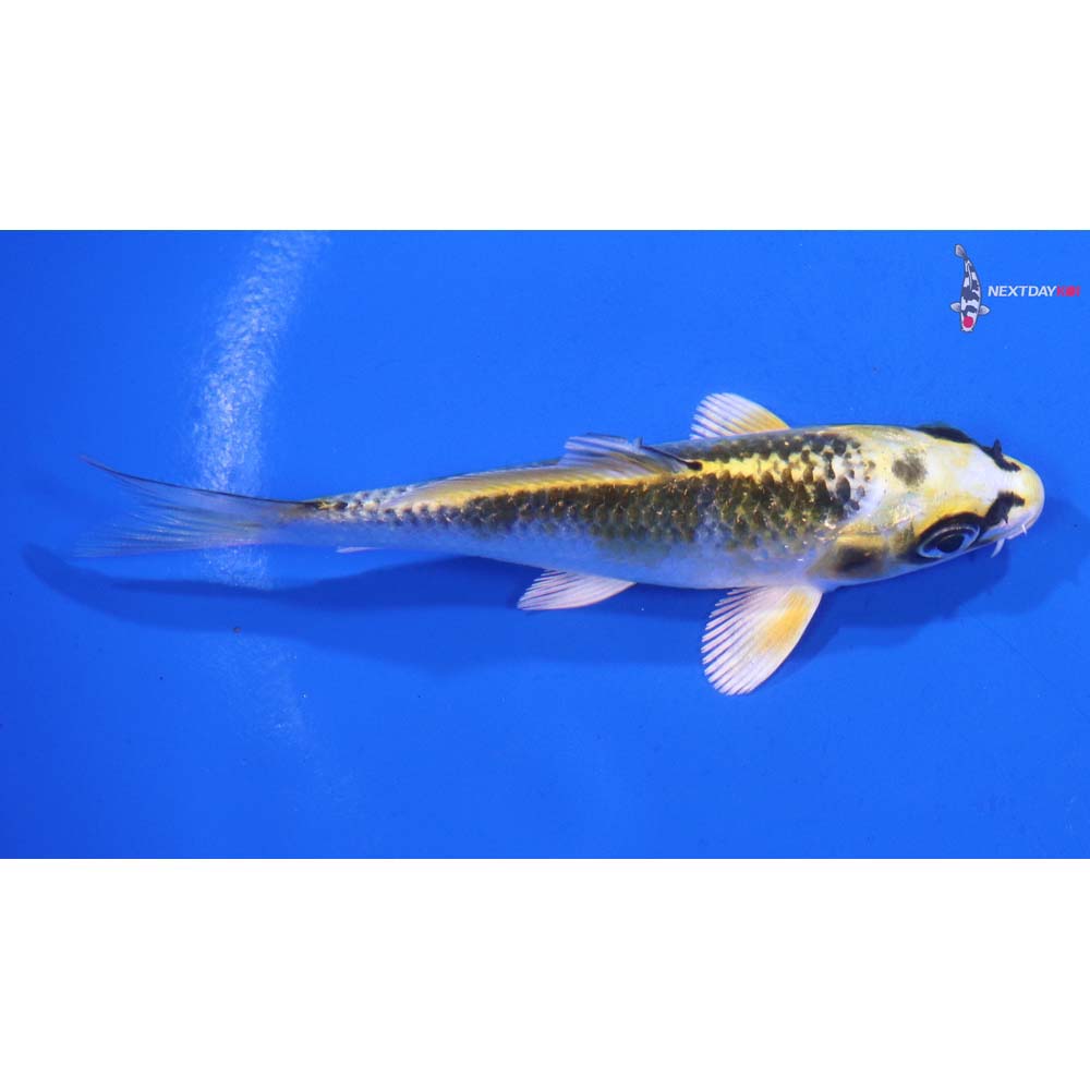 4” Imported Kujaku | Next Day Koi | Koi Fish For Sale