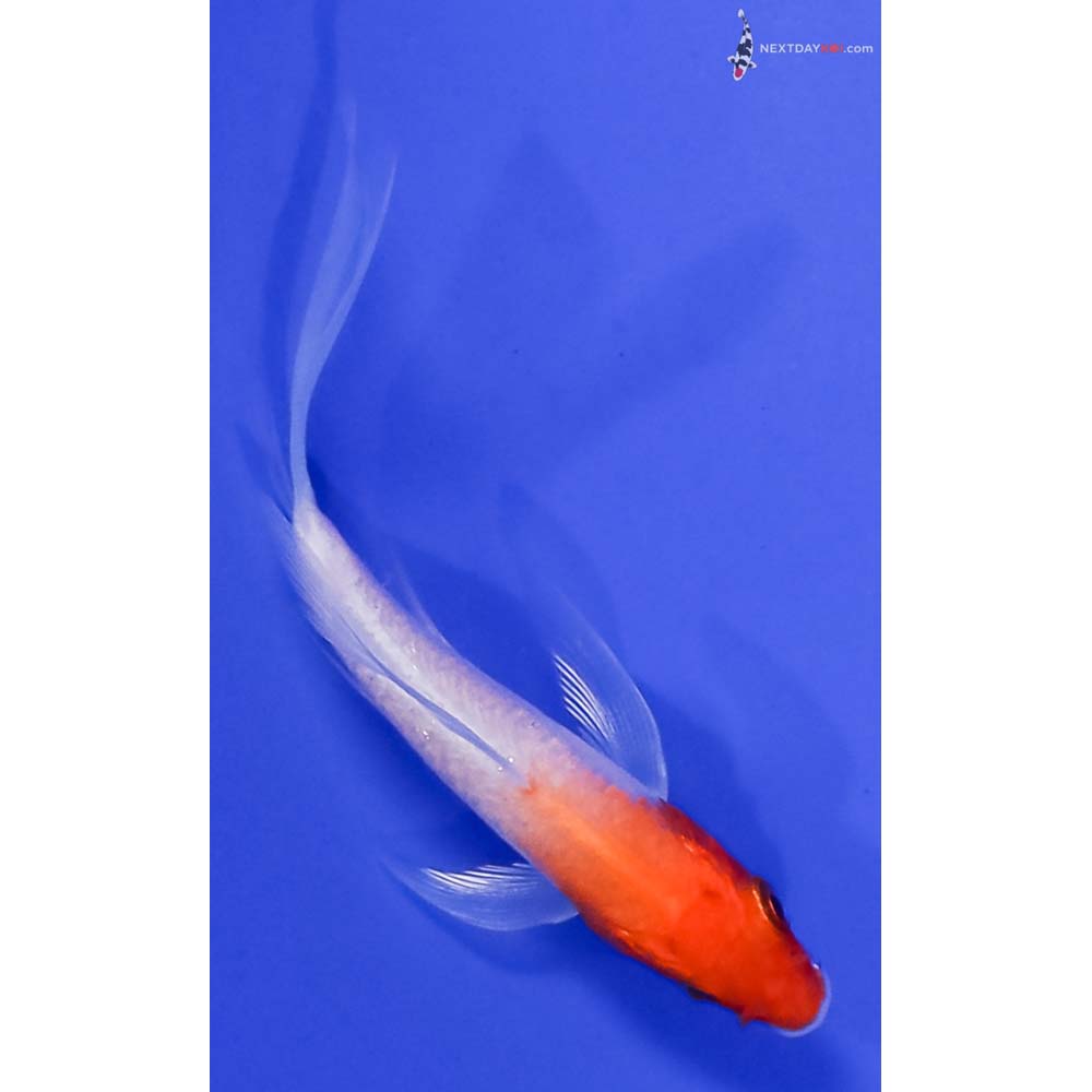 3” Imported Armor Scaled Glass Fin Kohaku Butterfly Koi | Next Day Koi ...
