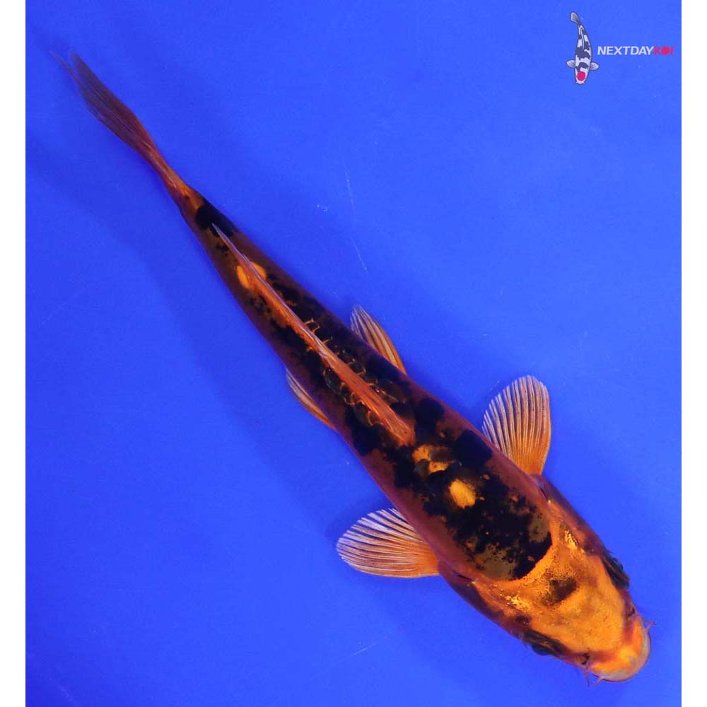 6” Imported Doitsu Orenji Matsuba | Next Day Koi | Koi Fish For Sale