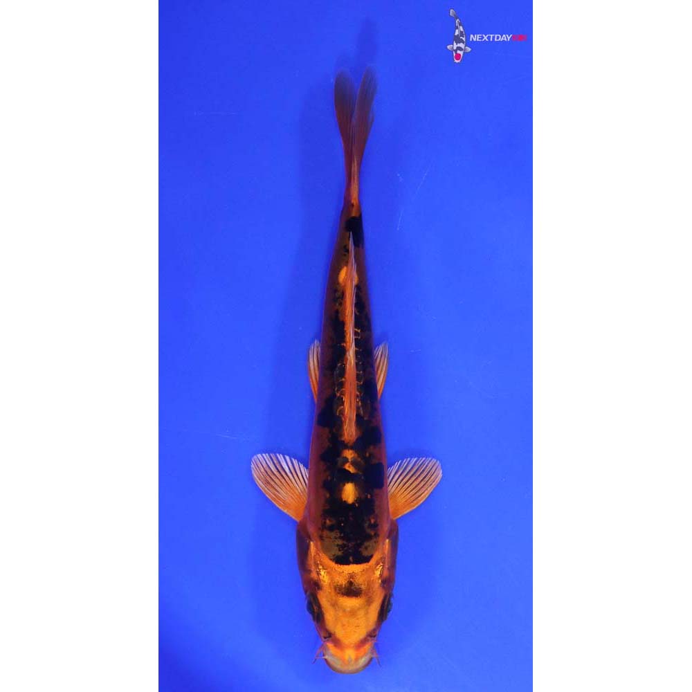 6” Imported Doitsu Orenji Matsuba | Next Day Koi | Koi Fish For Sale