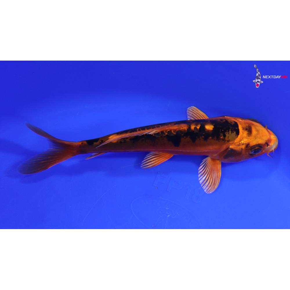 6” Imported Doitsu Orenji Matsuba | Next Day Koi | Koi Fish For Sale