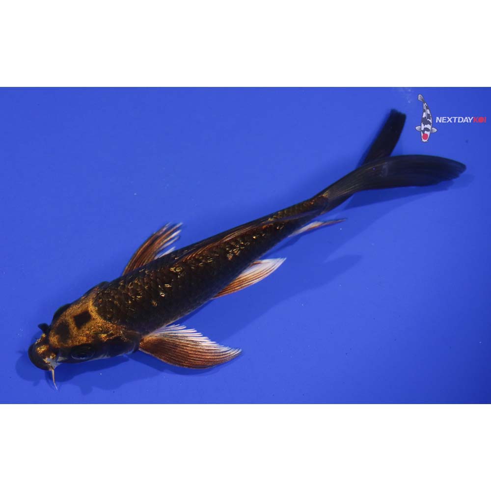 6” Imported Gin Rin Gold Crown Butterfly Koi | Next Day Koi | Koi Fish ...