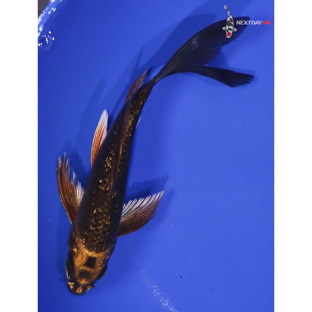 6” Imported Gin Rin Gold Crown Butterfly Koi | Next Day Koi | Koi Fish ...