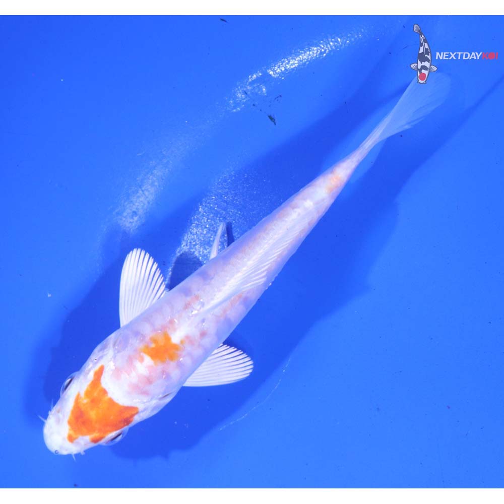 4.5” Imported Armor Scaled Hariwake | Next Day Koi | Koi Fish For Sale