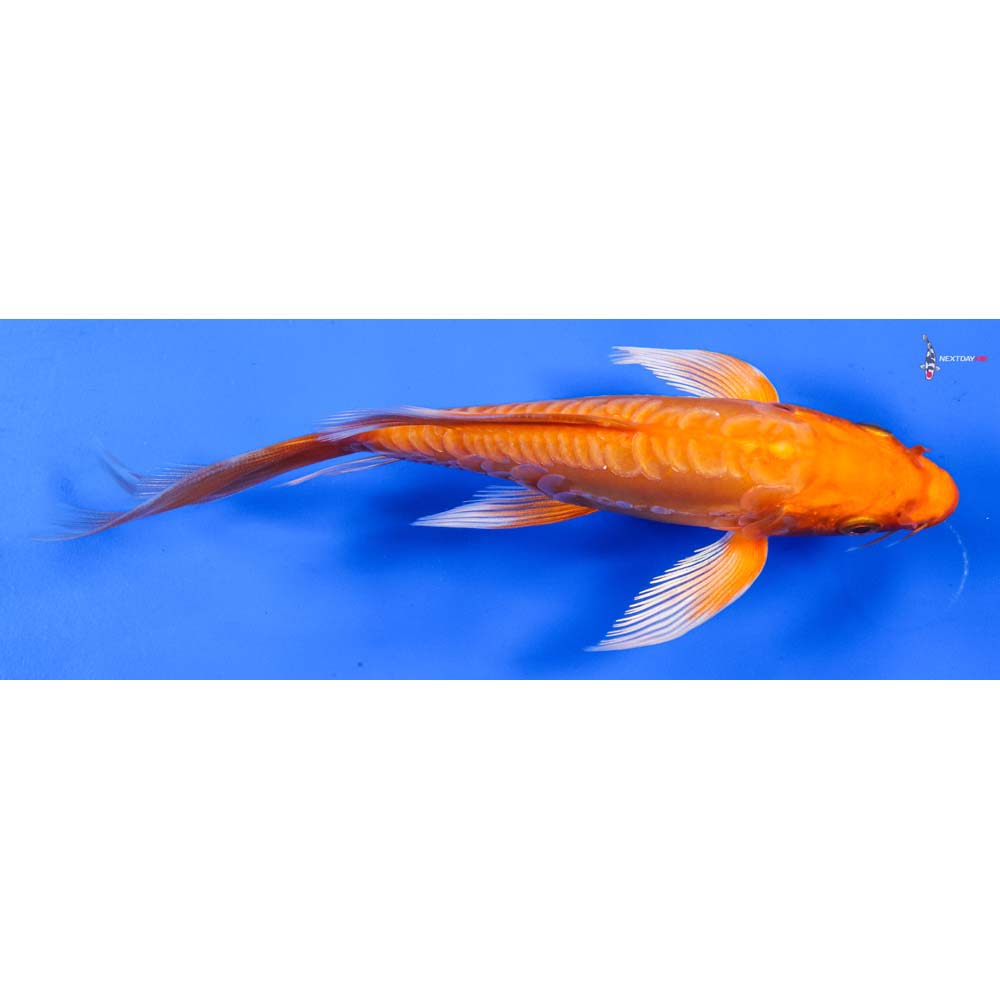 7” Imported Doitsu Orenji Ogon Butterfly Koi | Next Day Koi | Koi Fish ...