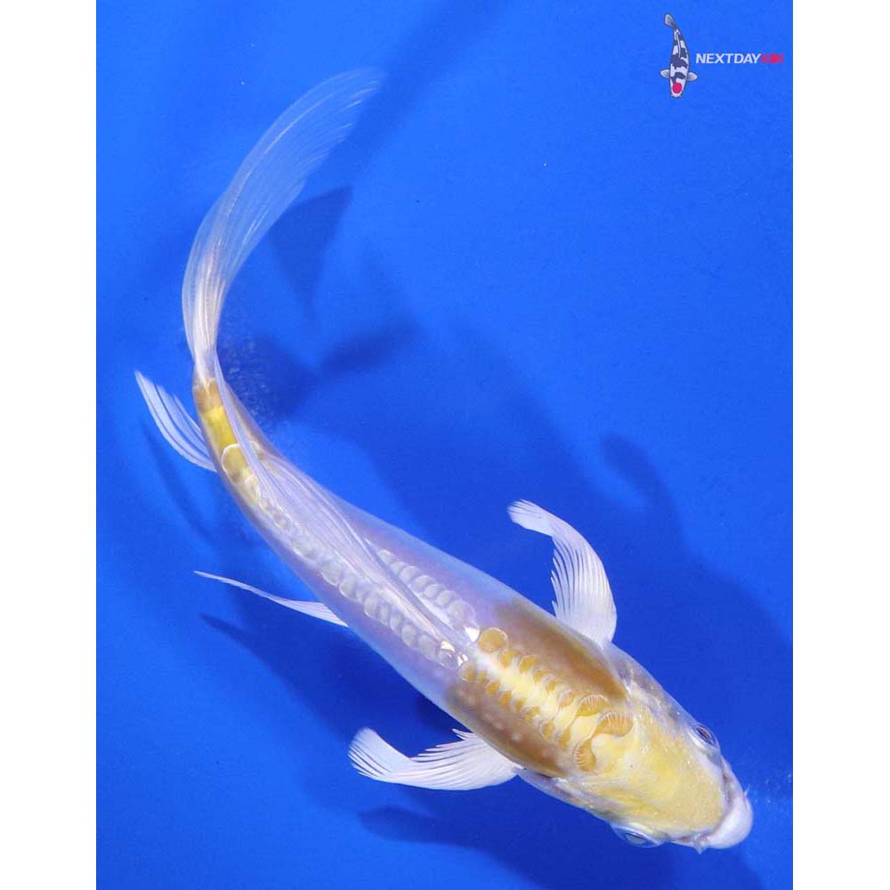 4.5” Imported Doitsu Lemon Hariwake Butterfly Koi | Next Day Koi