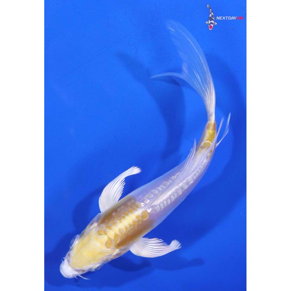 4.5” Imported Doitsu Lemon Hariwake Butterfly Koi | Next Day Koi