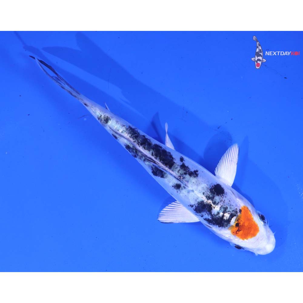 4.5” Imported Heisei Nishiki | Next Day Koi
