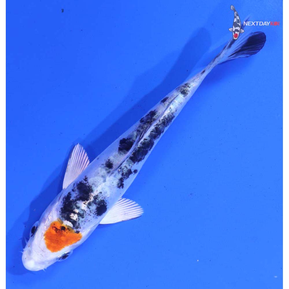 4.5” Imported Heisei Nishiki | Next Day Koi