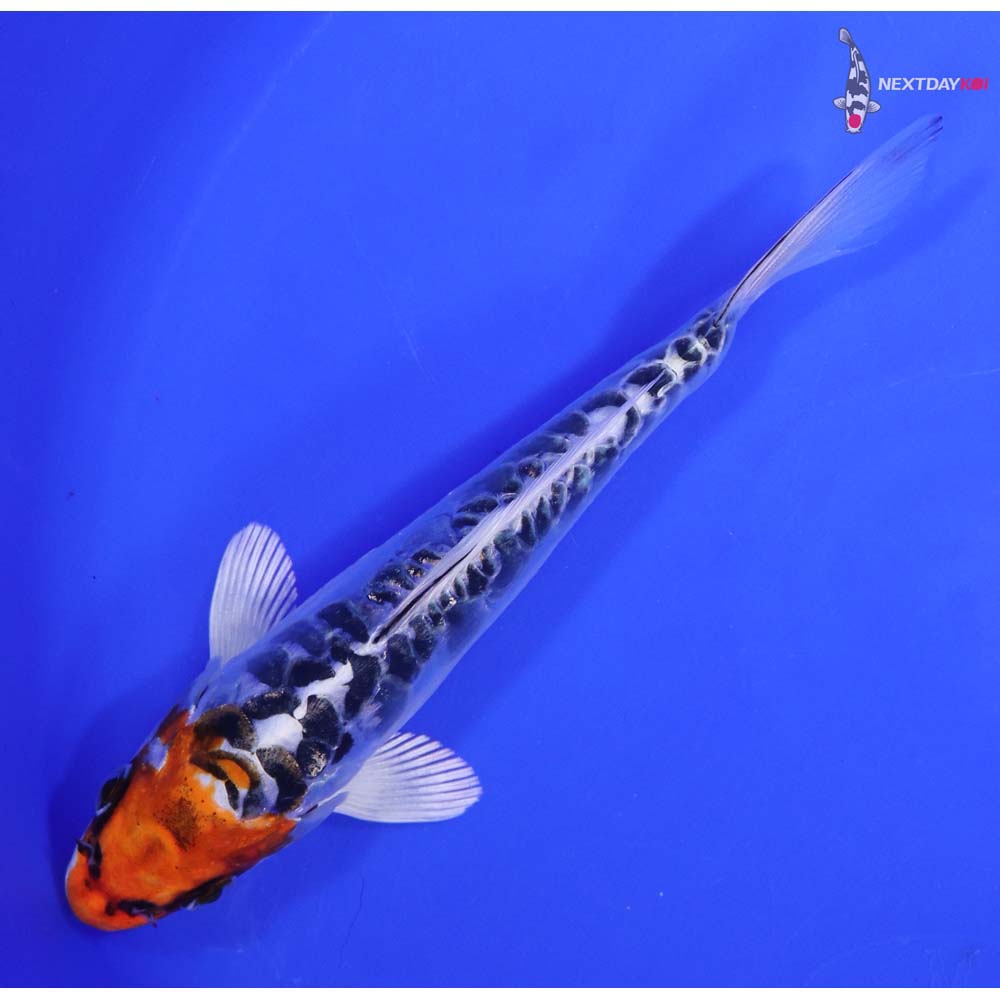 6.5” Imported Doitsu Blue Kujaku | Next Day Koi