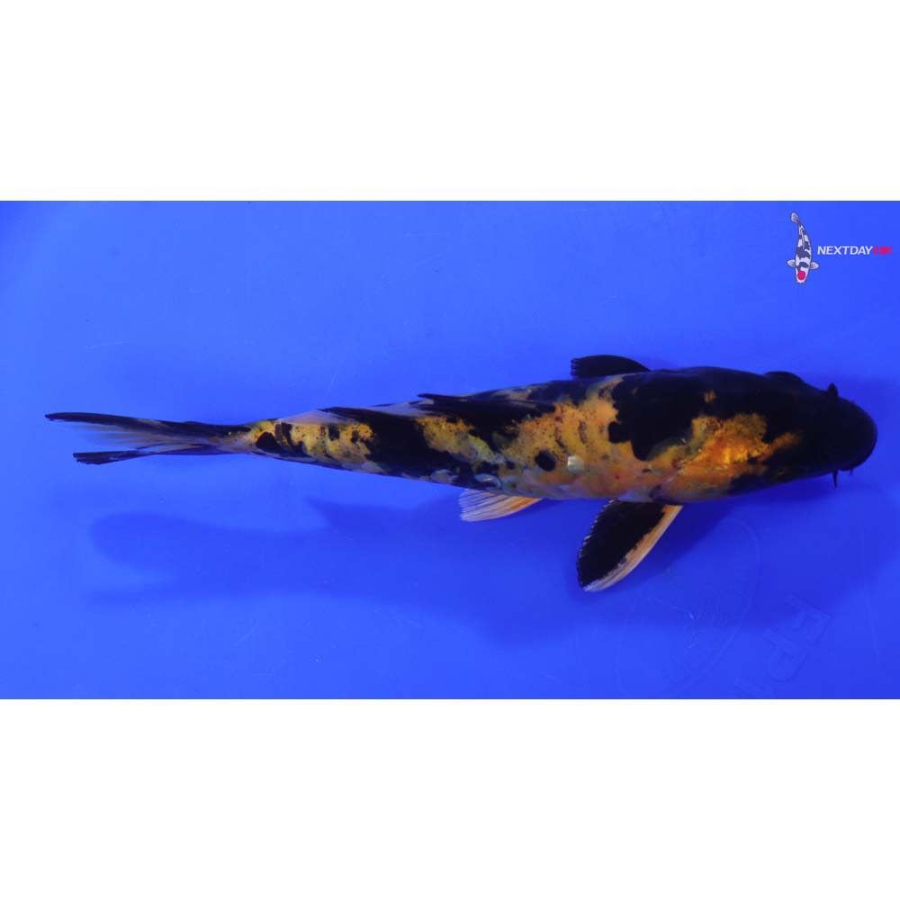 7” Imported Armor Scaled Kin Hi Utsuri | Next Day Koi