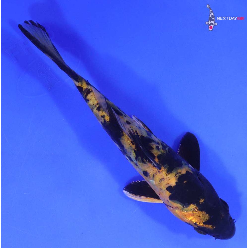 7” Imported Armor Scaled Kin Hi Utsuri | Next Day Koi