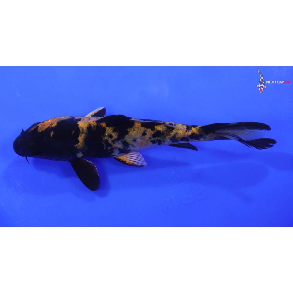 7” Imported Armor Scaled Kin Hi Utsuri | Next Day Koi