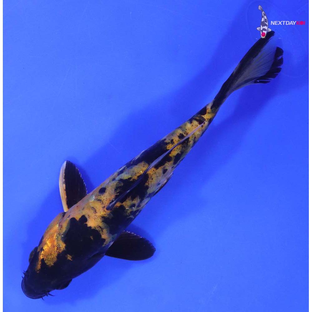 7” Imported Armor Scaled Kin Hi Utsuri | Next Day Koi