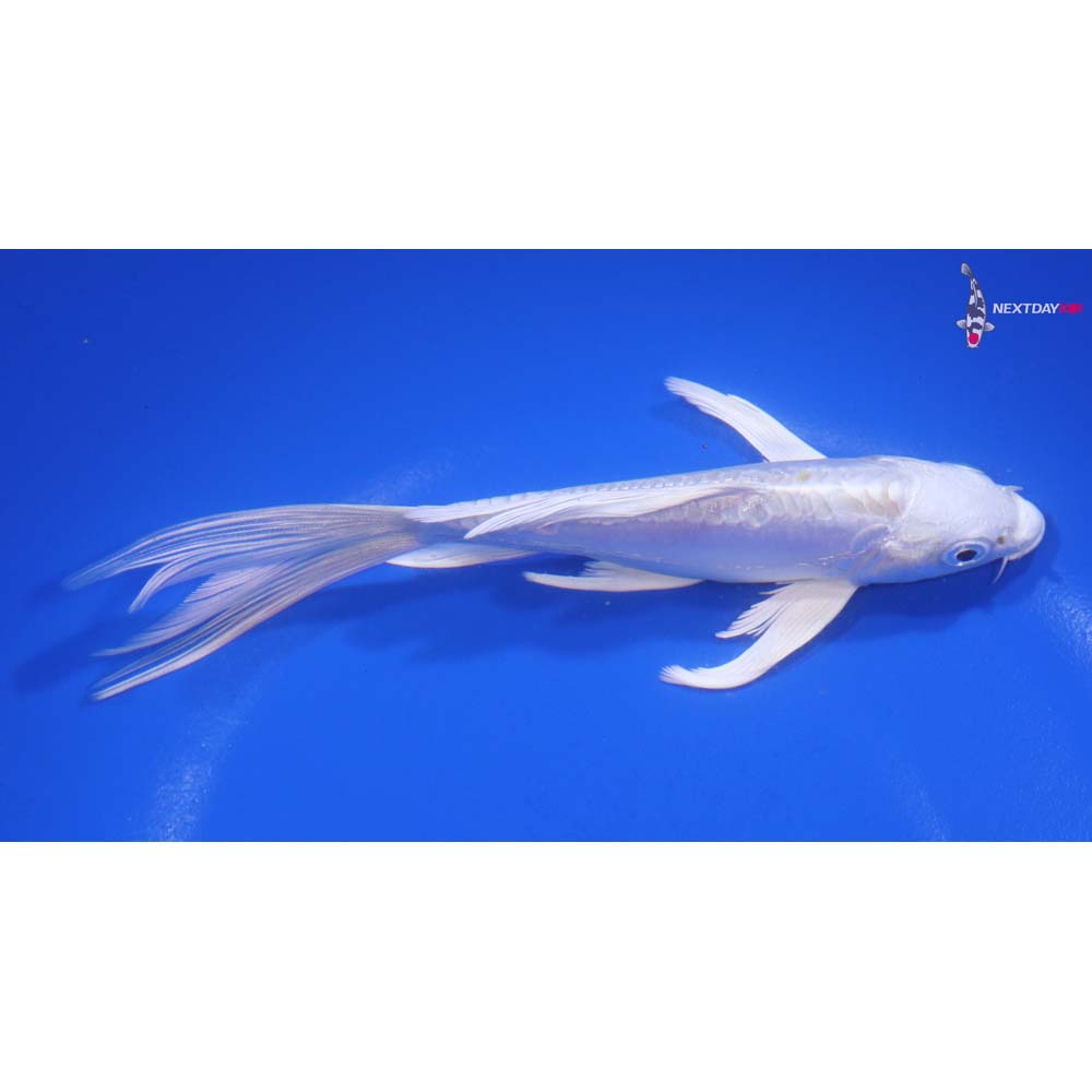6” Imported Doitsu Platinum Ogon Butterfly Koi | Next Day Koi