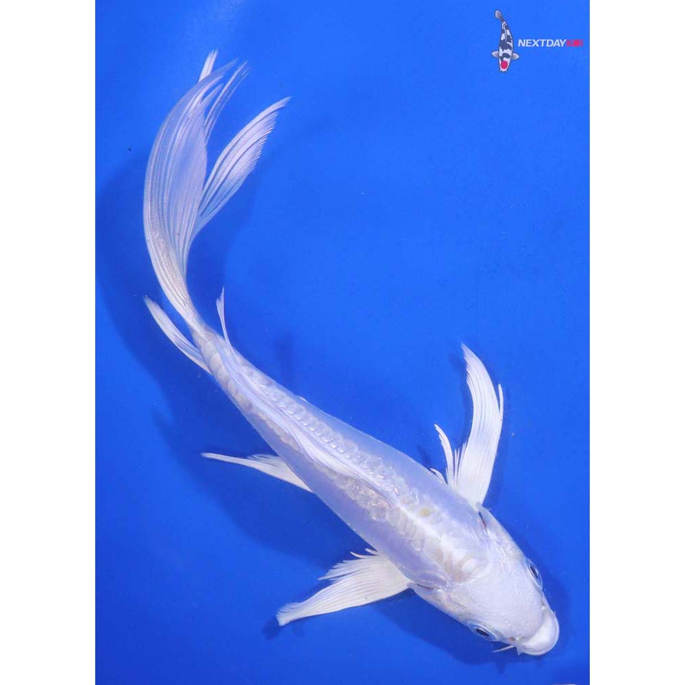6” Imported Doitsu Platinum Ogon Butterfly Koi | Next Day Koi