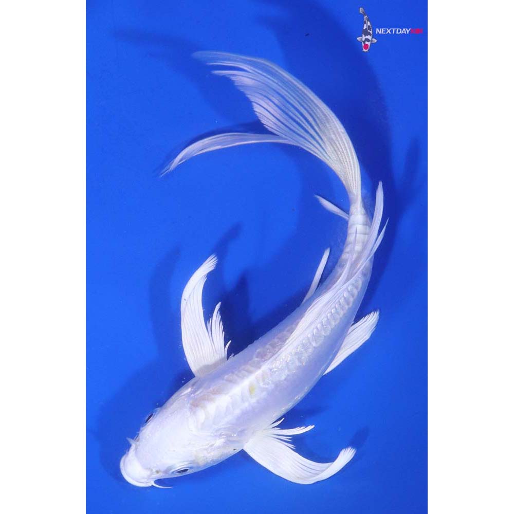 6” Imported Doitsu Platinum Ogon Butterfly Koi | Next Day Koi