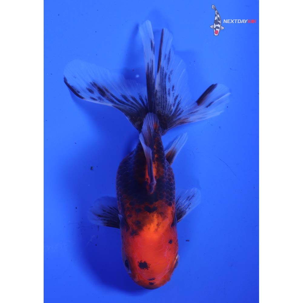 3” Imported Calico Oranda | Next Day Koi