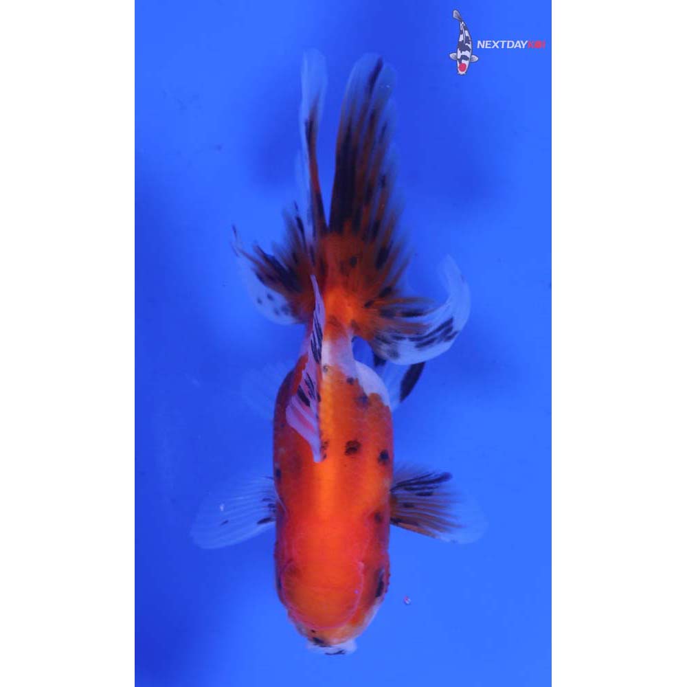3” Imported Calico Oranda | Next Day Koi