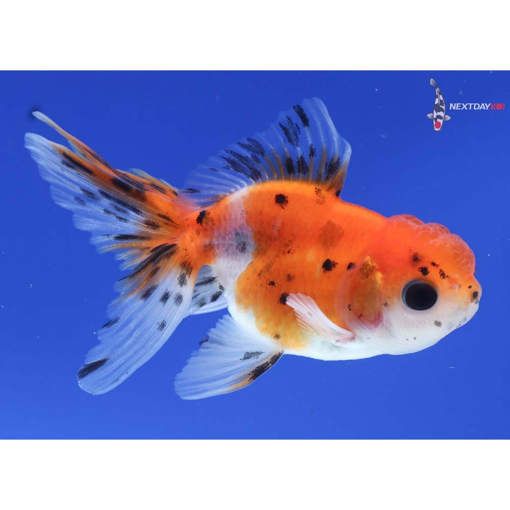 3” Imported Calico Oranda | Next Day Koi