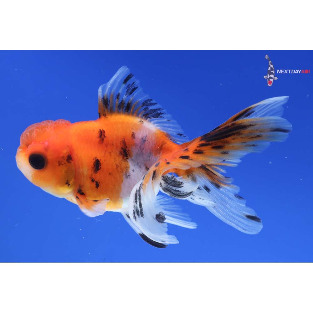 3” Imported Calico Oranda | Next Day Koi