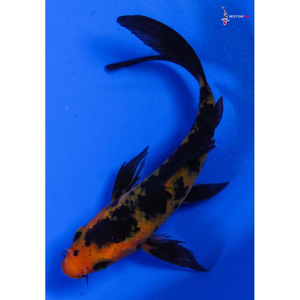 3.5” Imported Aka Bekko Butterfly Koi | Next Day Koi