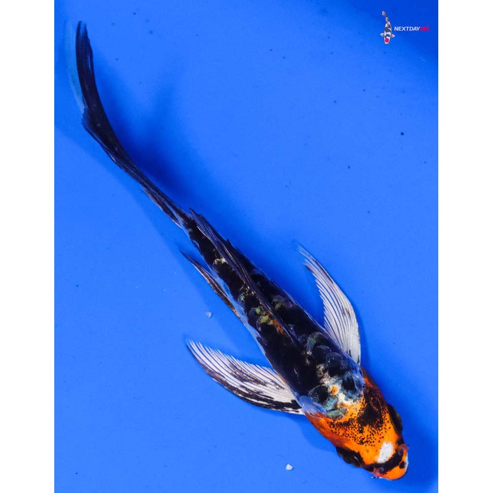 4” Imported Heisei Nishiki Butterfly Koi | Next Day Koi