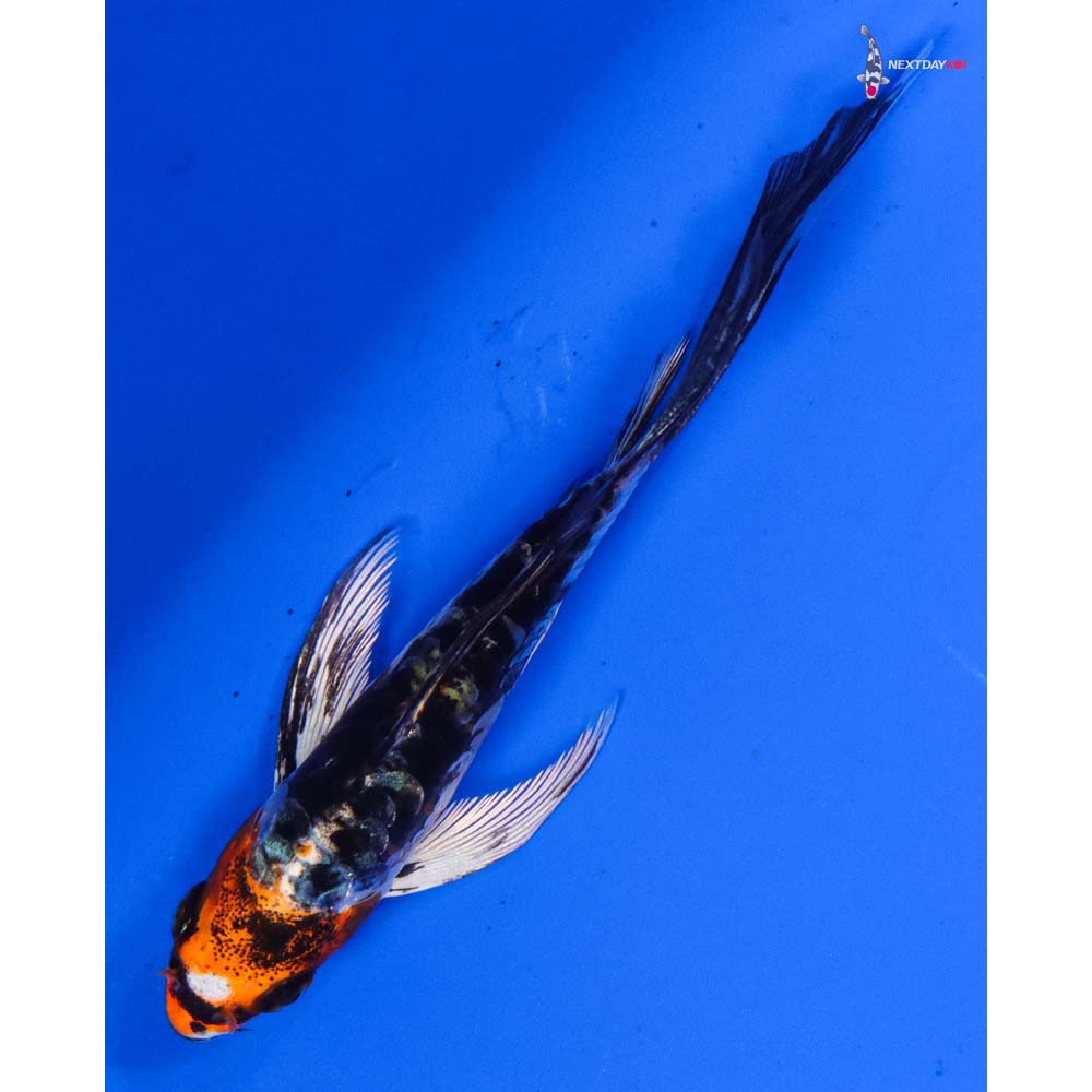 4” Imported Heisei Nishiki Butterfly Koi | Next Day Koi