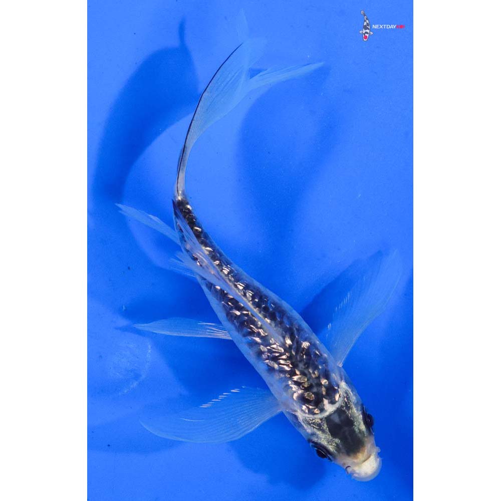4.5” Imported Gin Rin Gin Matsuba Butterfly Koi | Next Day Koi