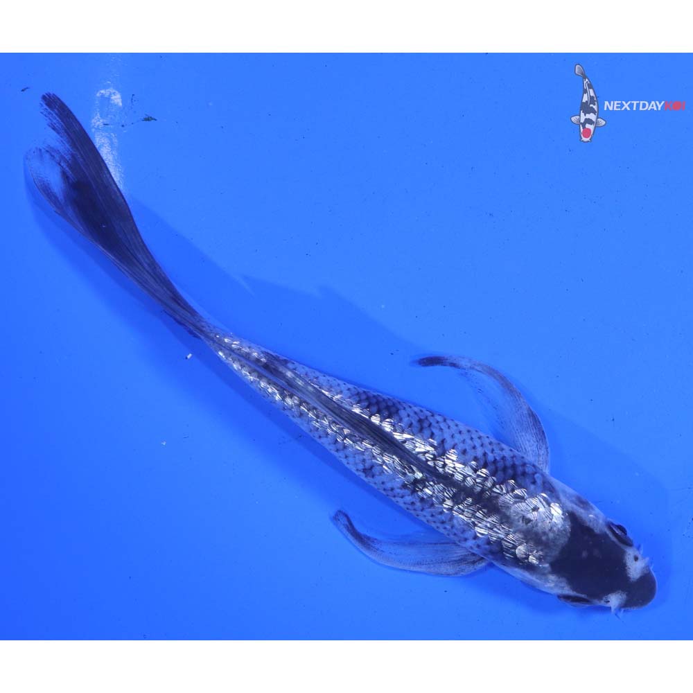 6” Imported Gin Rin Matsukawabakke Butterfly Koi | Next Day Koi