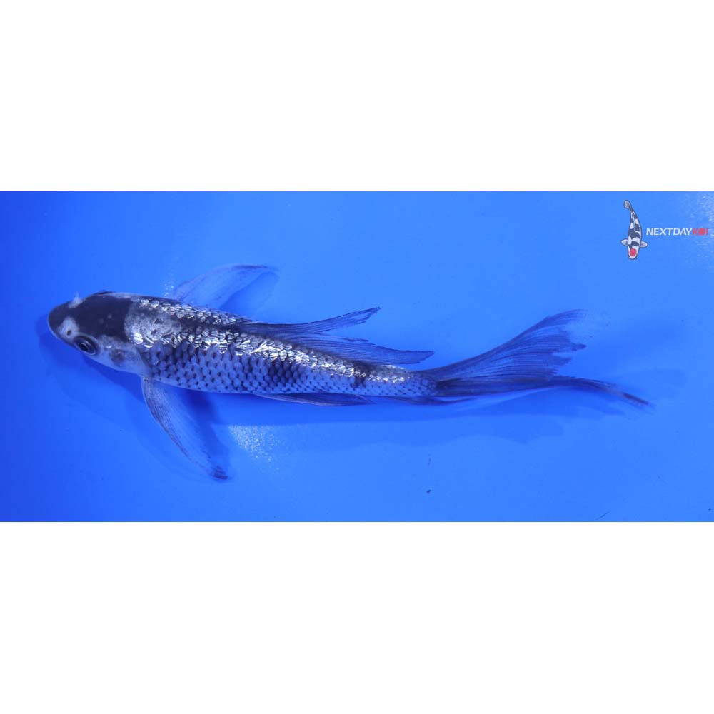 6” Imported Gin Rin Matsukawabakke Butterfly Koi | Next Day Koi