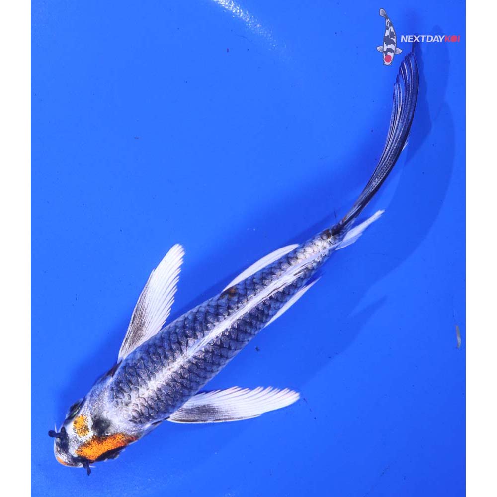 6” Imported Kujaku Butterfly Koi | Next Day Koi