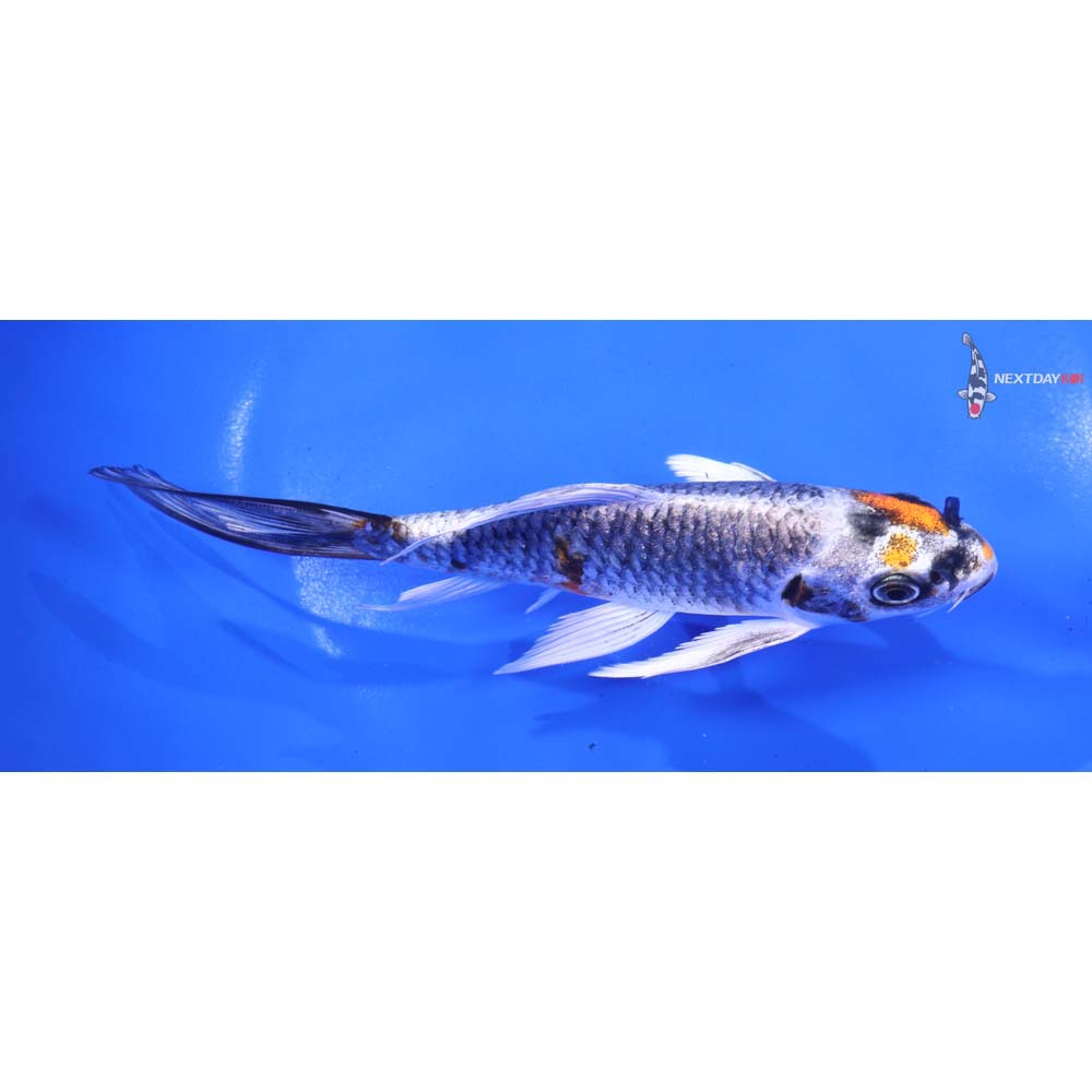 6” Imported Kujaku Butterfly Koi | Next Day Koi
