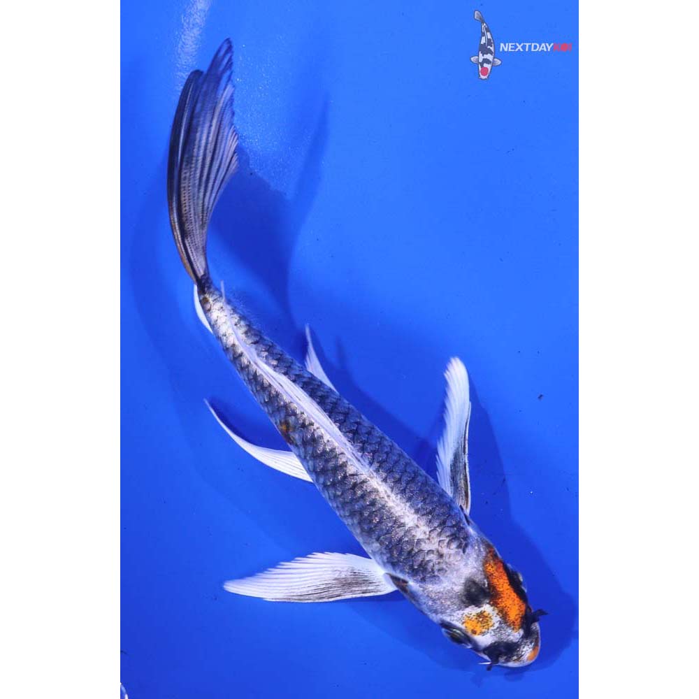 6” Imported Kujaku Butterfly Koi | Next Day Koi