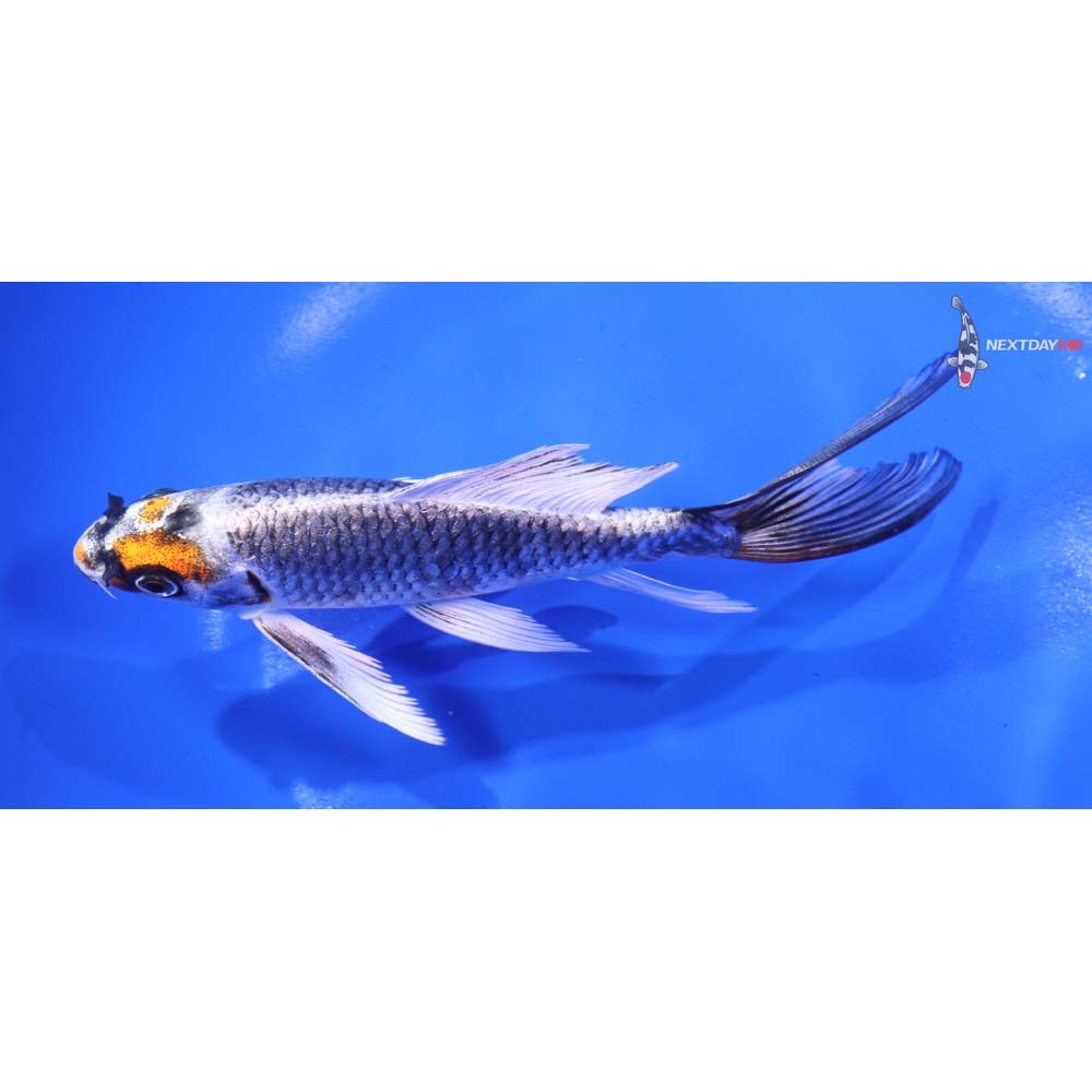 6” Imported Kujaku Butterfly Koi | Next Day Koi