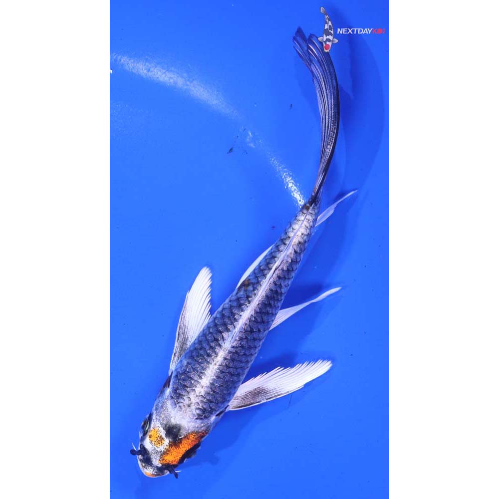 6” Imported Kujaku Butterfly Koi | Next Day Koi