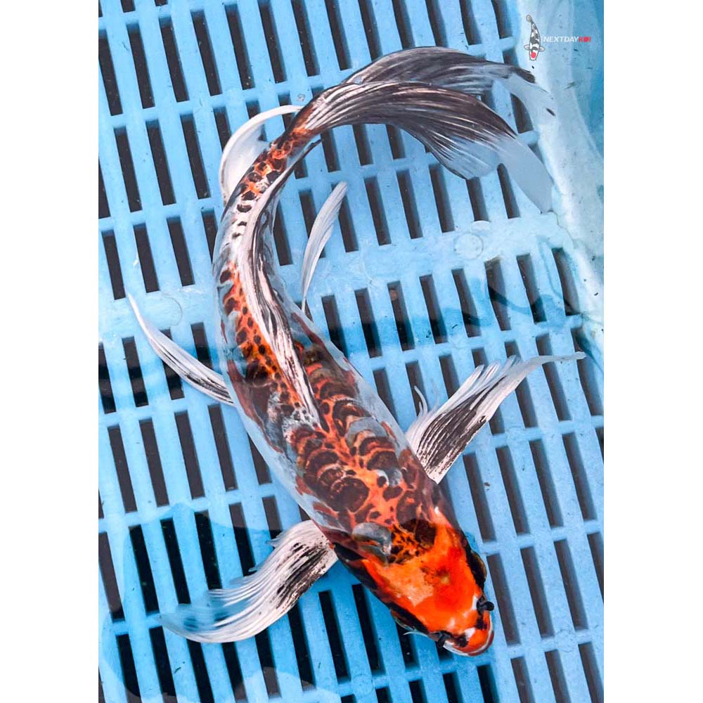 10-12” Imported Armor Scaled Kujaku Butterfly Koi | Next Day Koi