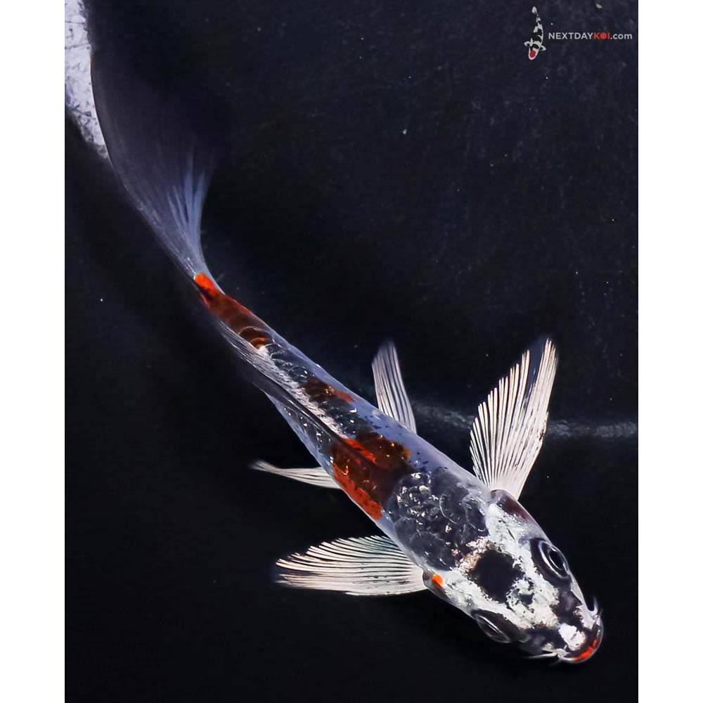 4.5” Imported Gin Rin Doitsu Blue Kujaku Butterfly Koi | Next Day Koi