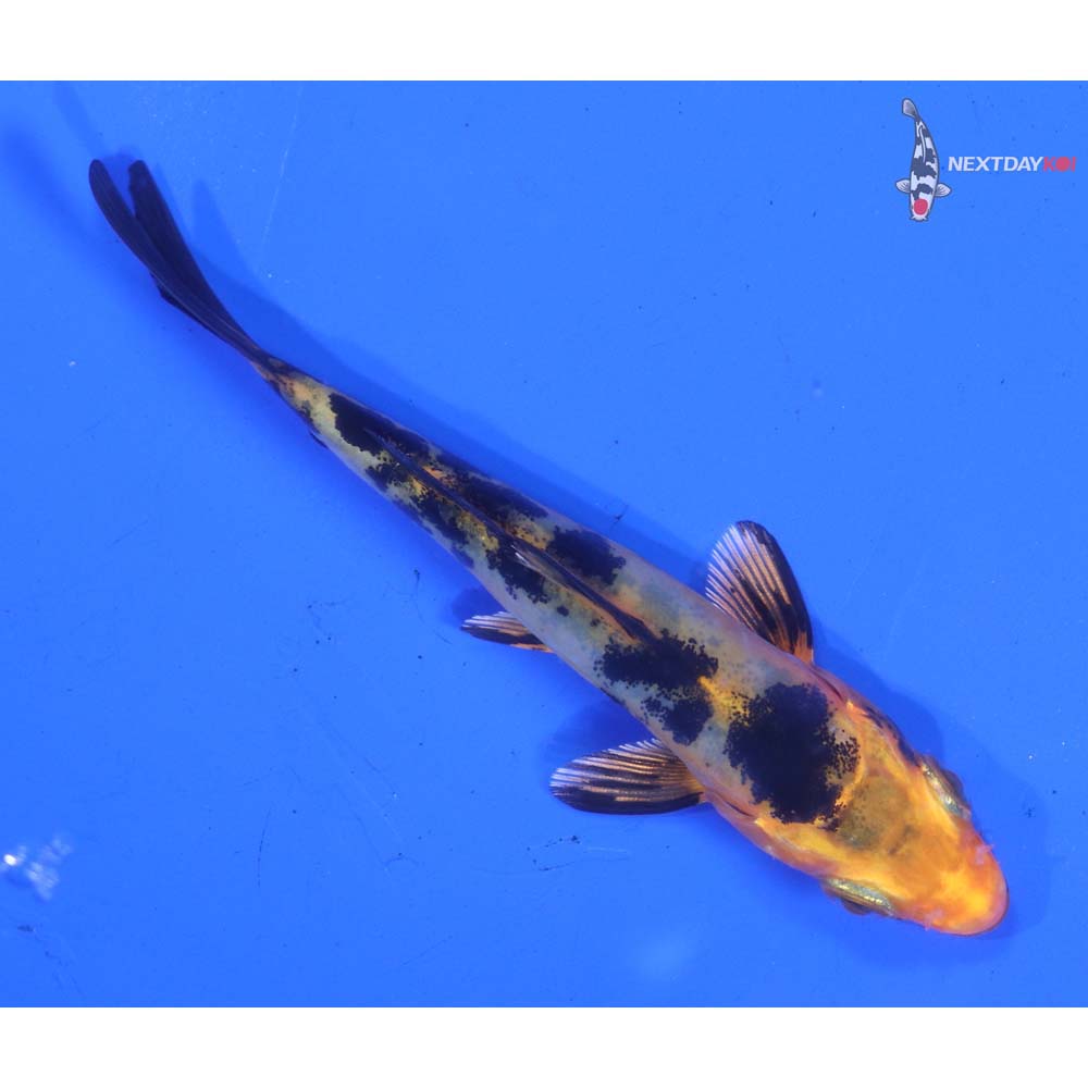 3.5” Imported Doitsu Kin Aka Bekko | Next Day Koi