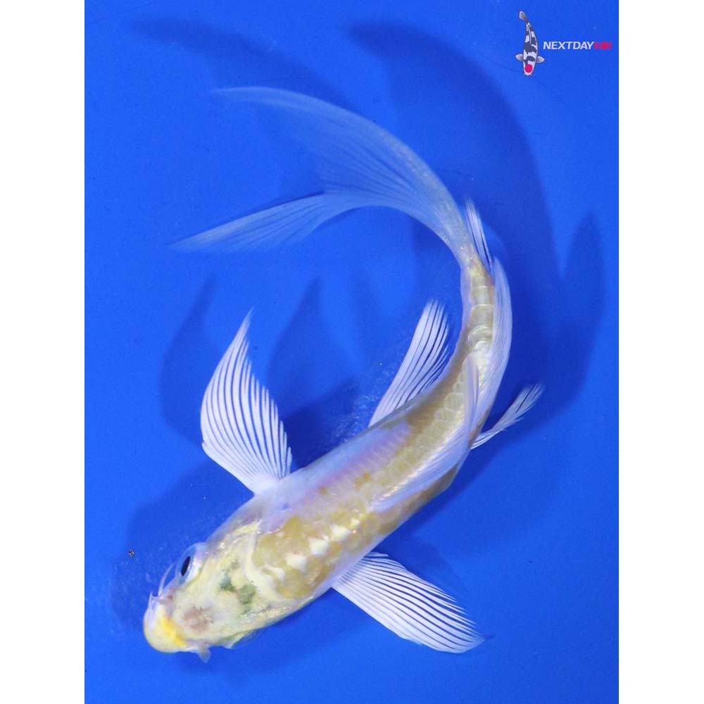 4” Imported Doitsu Lemon Hariwake Butterfly Koi | Next Day Koi