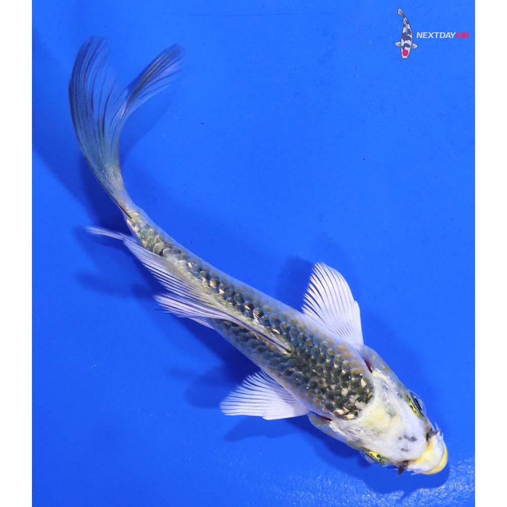 4” Imported Gin Rin Kujaku Butterfly Koi | Next Day Koi