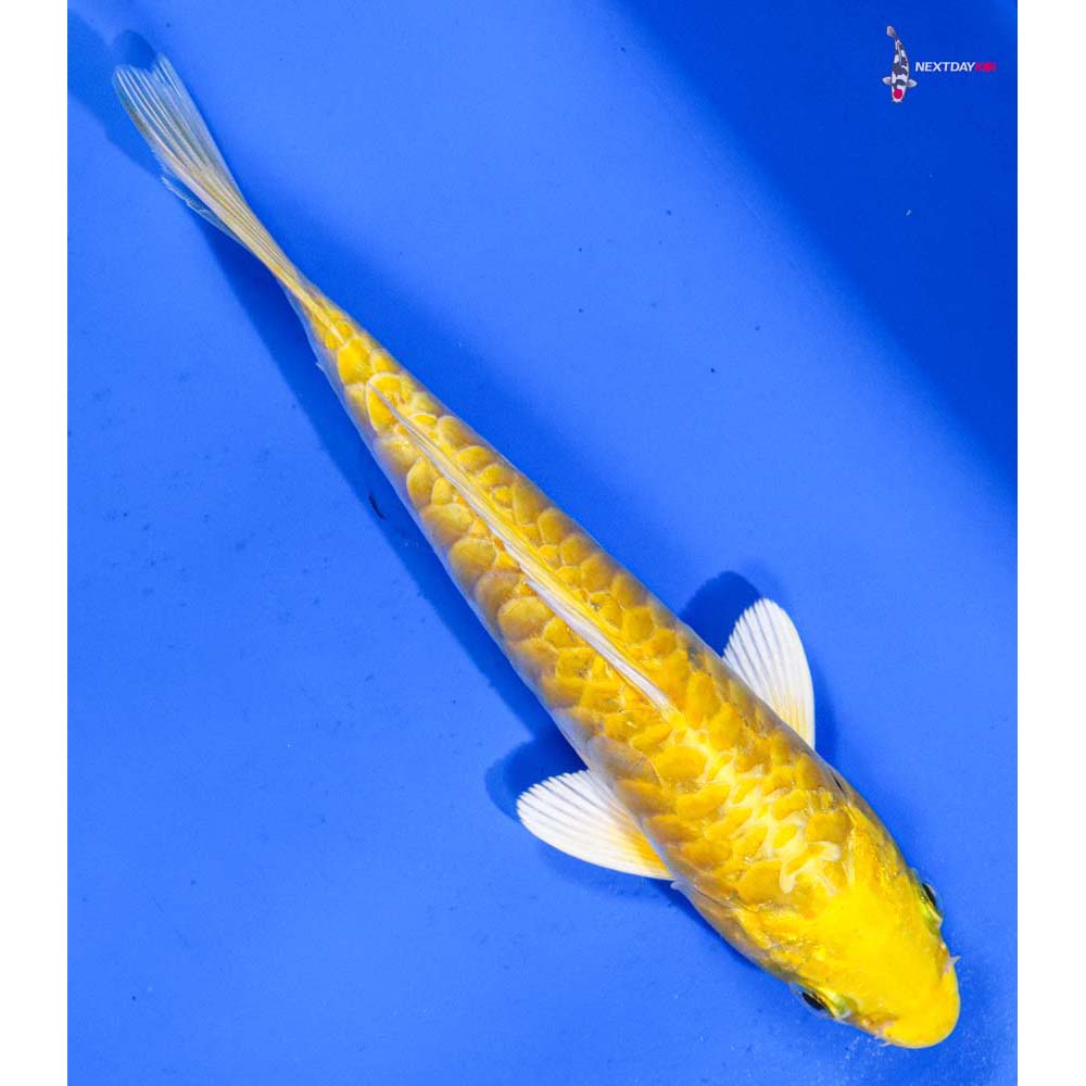 6.5” Imported Armor Scaled Yamabuki Ogon | Next Day Koi